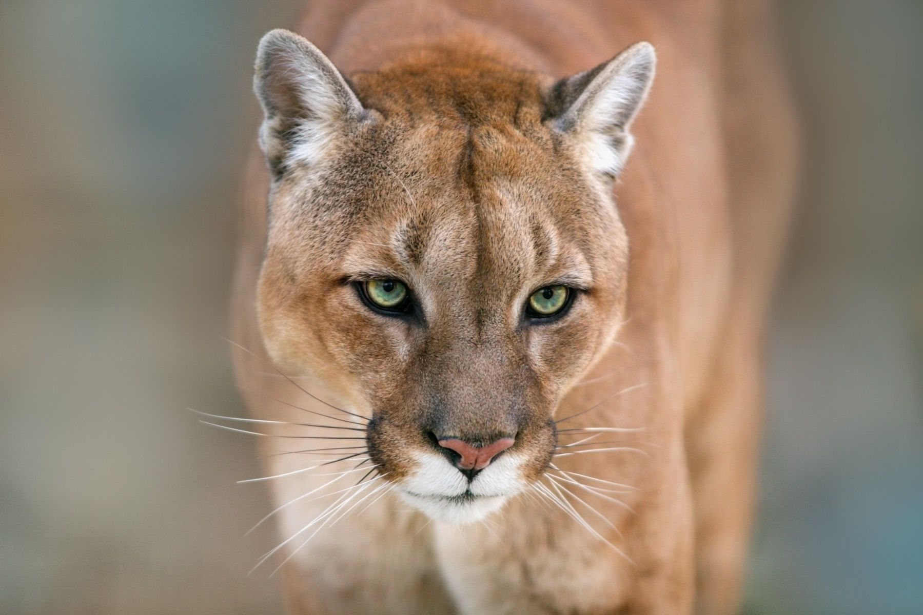 Puma Katt Tapet