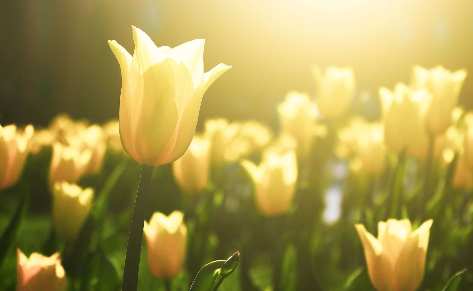 Frühling Tulpe Desktop Hintergrund 30 Tipps Für Frühlingsbilder