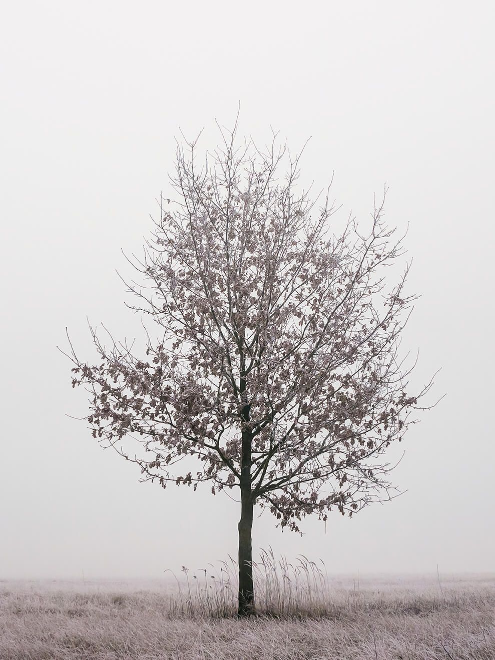 Fototapete - A lonely oak - Fototapete