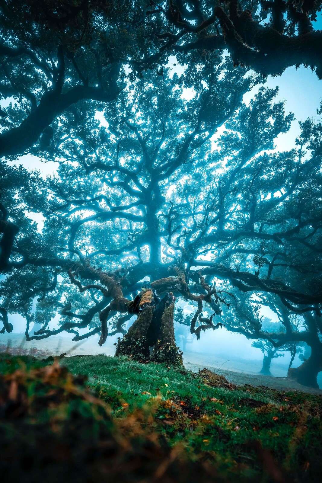 Fototapete - Alter Eichenbaum im Nebelwald - Fototapete